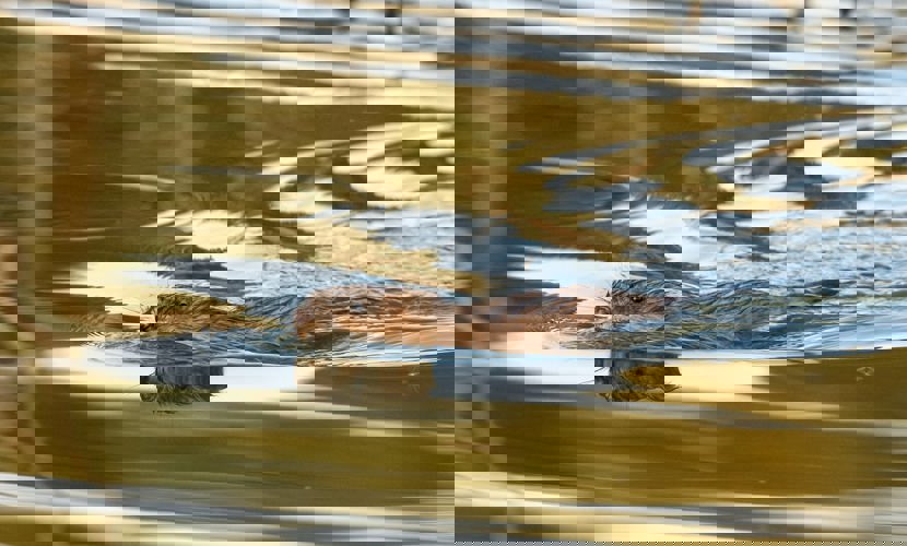 Our World | Under Water